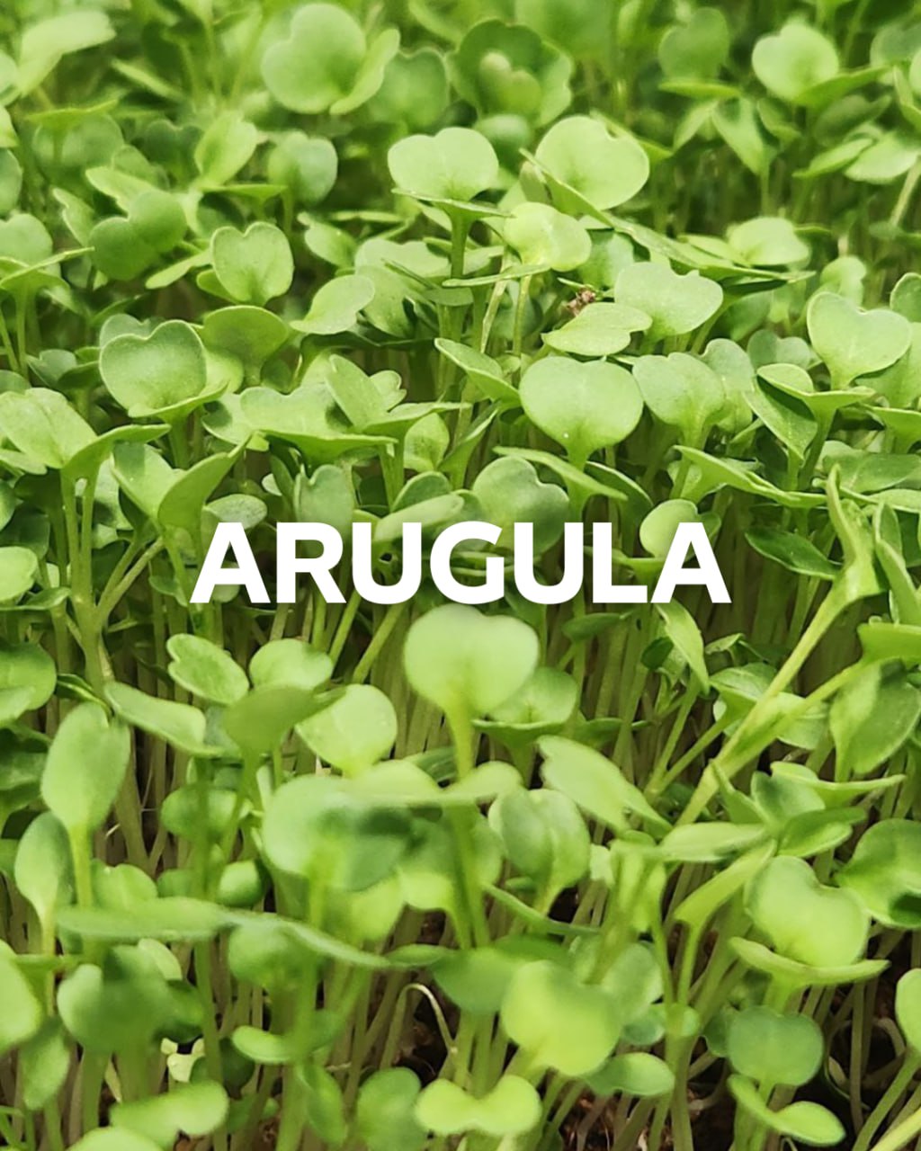 Arugula, 1.5oz Box (Box) – Max Power Microgreens