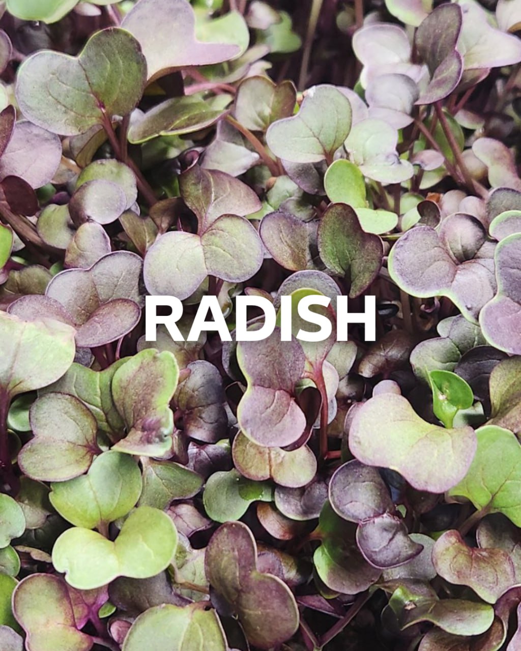 Radish, 2.5oz Box (Box) – Max Power Microgreens
